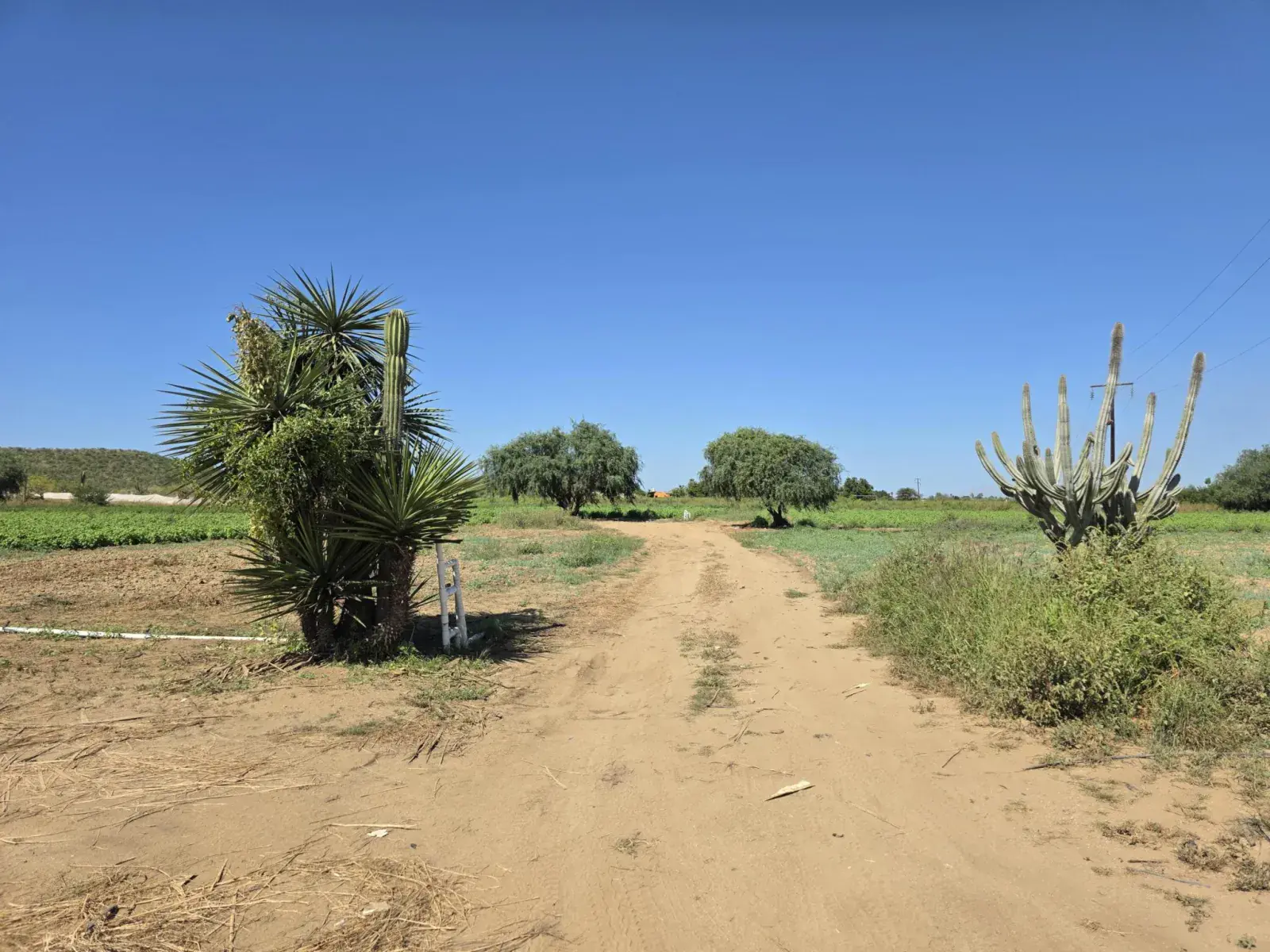 Rancho Zen Tree 208 Pacific BCS MLS #25-5271 – Cabo Homes Fitz Team