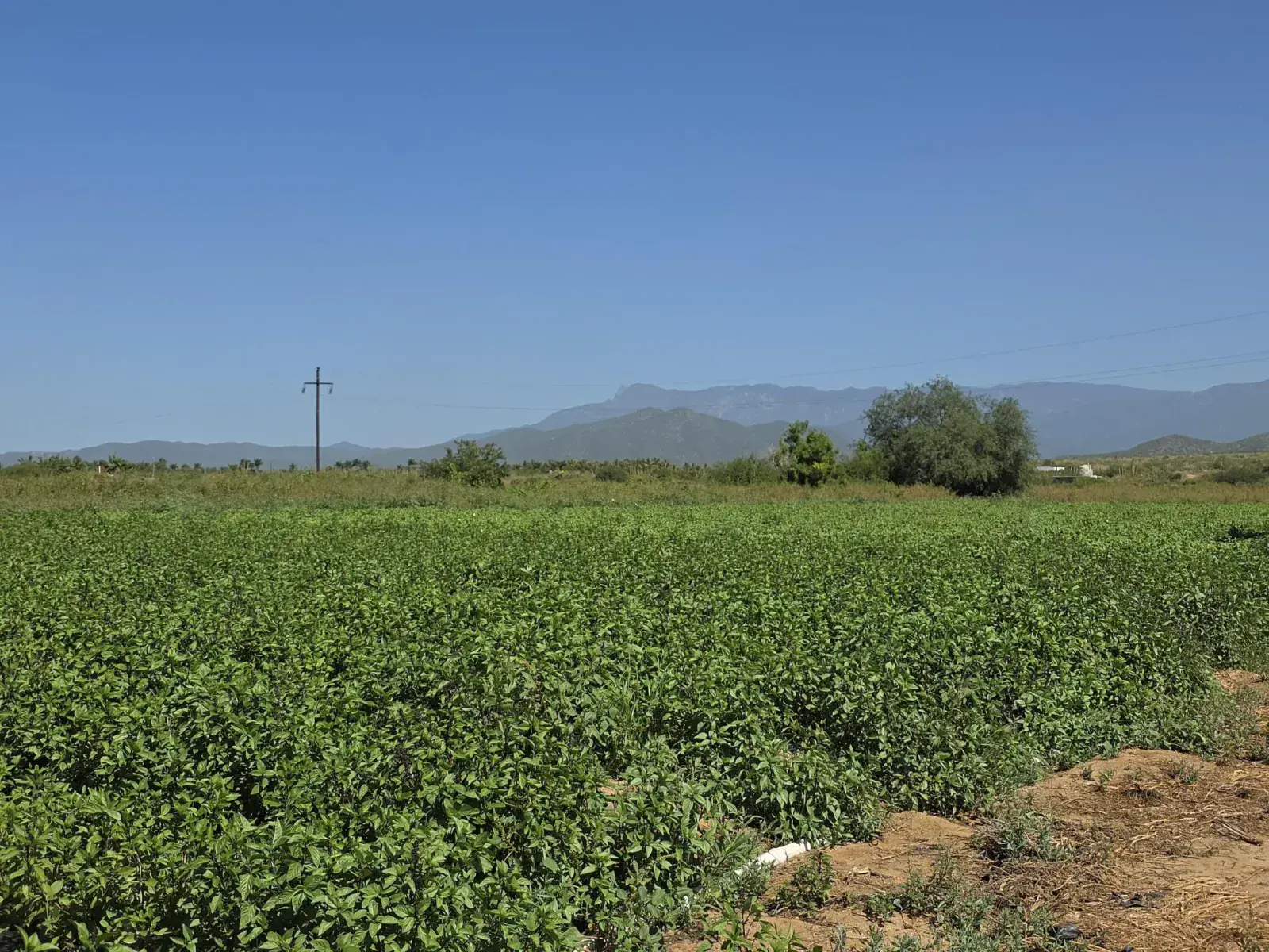 Rancho Zen Tree 208 Pacific BCS MLS #25-5271 – Cabo Homes Fitz Team